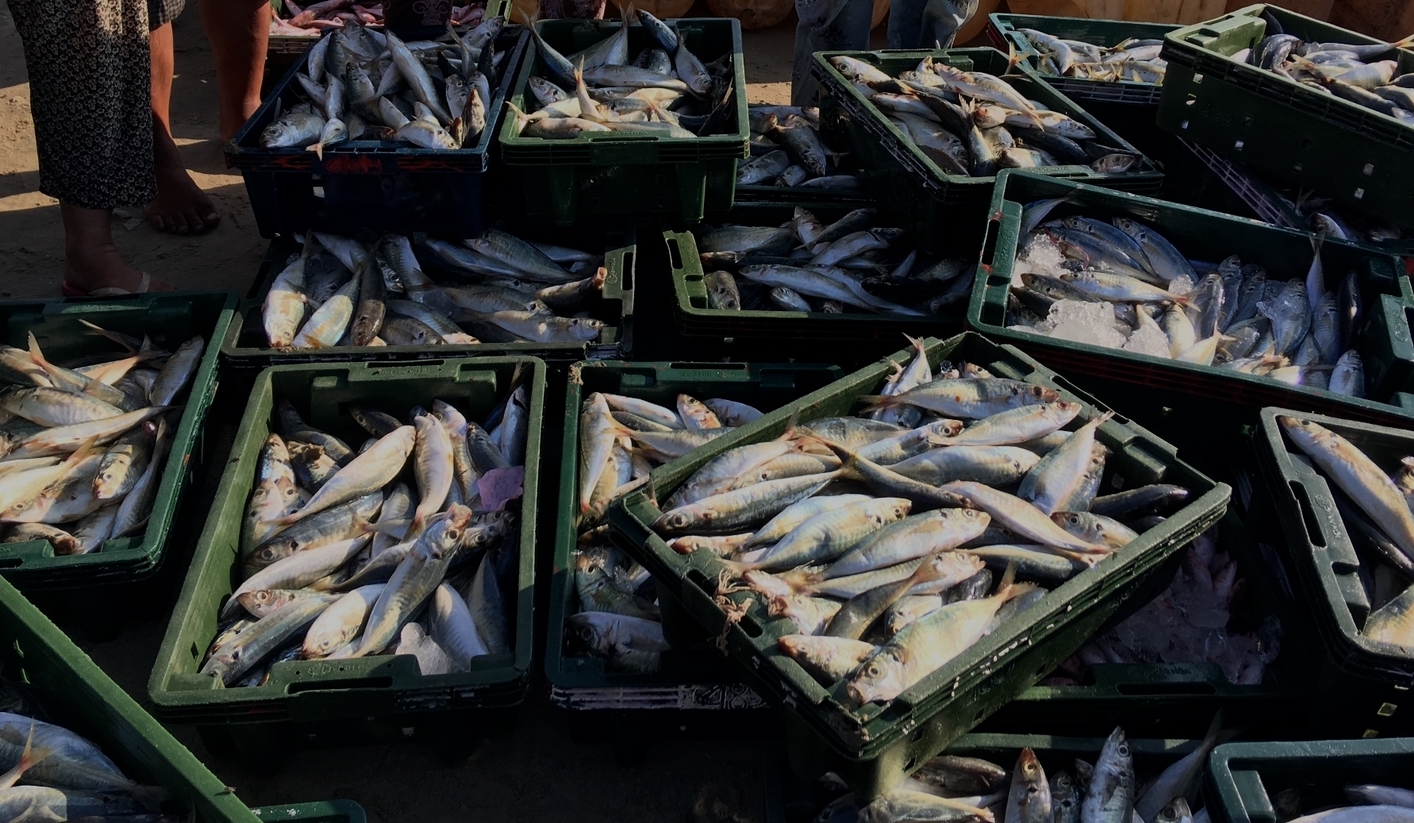 Fish Market – Student [OLD] – Econ Class Experiments